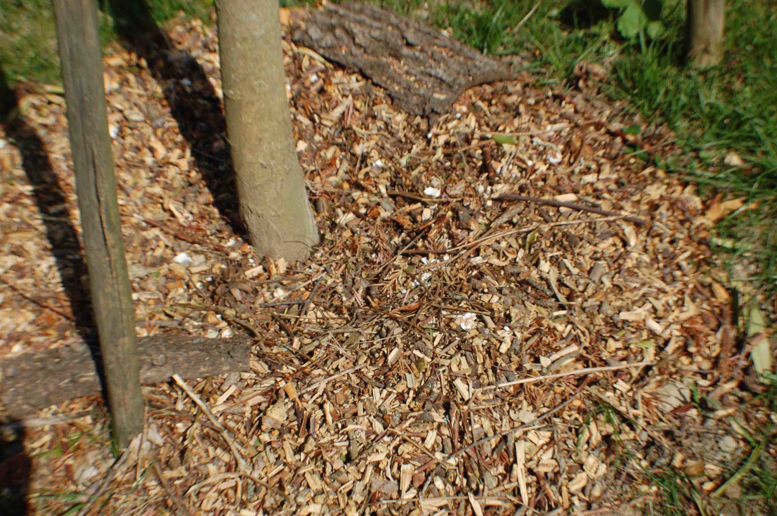 En attendant le printemps... | Jons Vert Demain