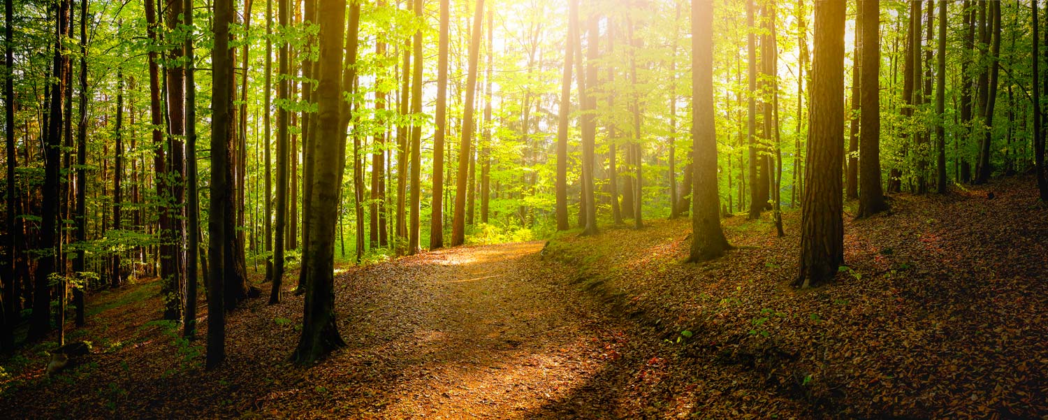 Arborisation : lancement de notre enquête. | Jons Vert Demain