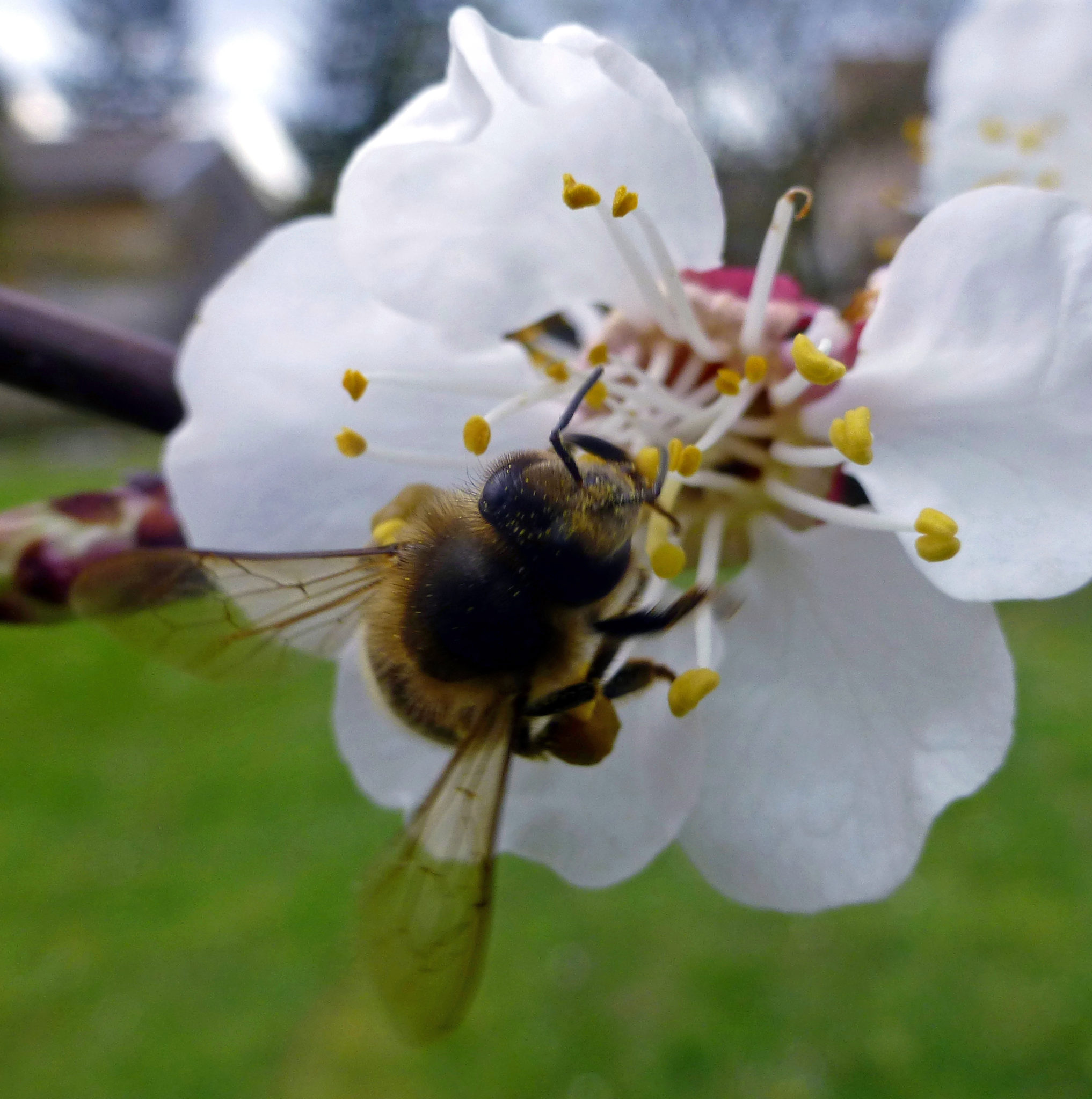 Les insectes pollinisateurs et nous !!! | Jons Vert Demain