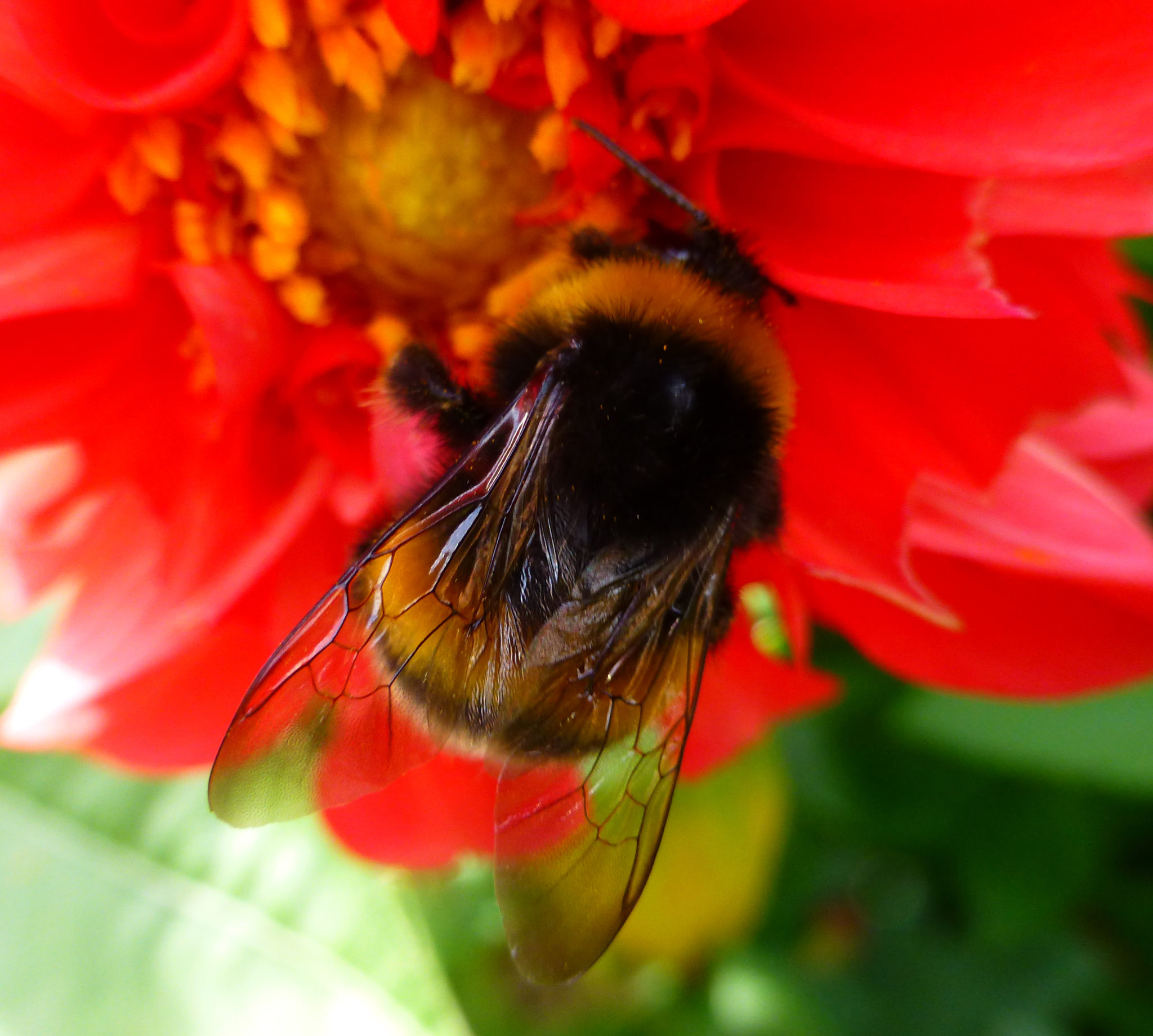 Les insectes pollinisateurs et nous !!! | Jons Vert Demain